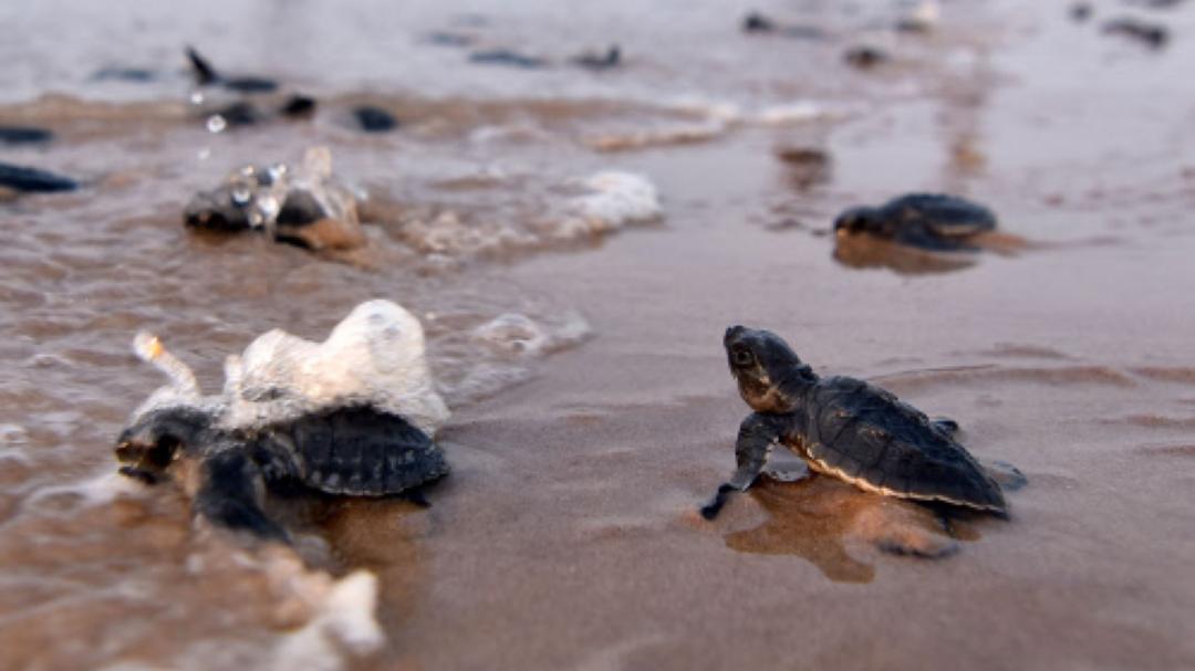 1,700 baby olive ridley turtles safely released into the sea in Malappuram