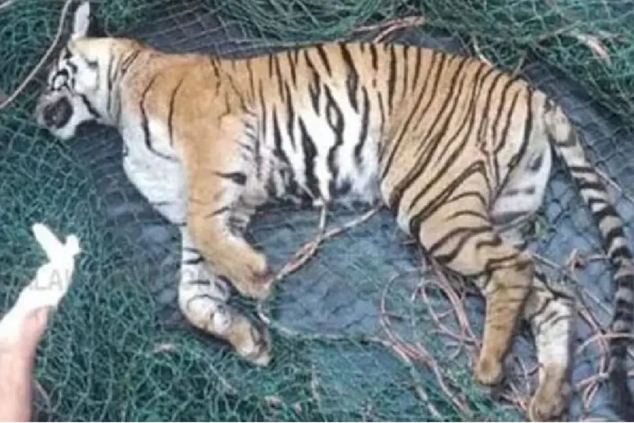 Tiger shot in Kerala's Gramby after attempting to attack forest ...