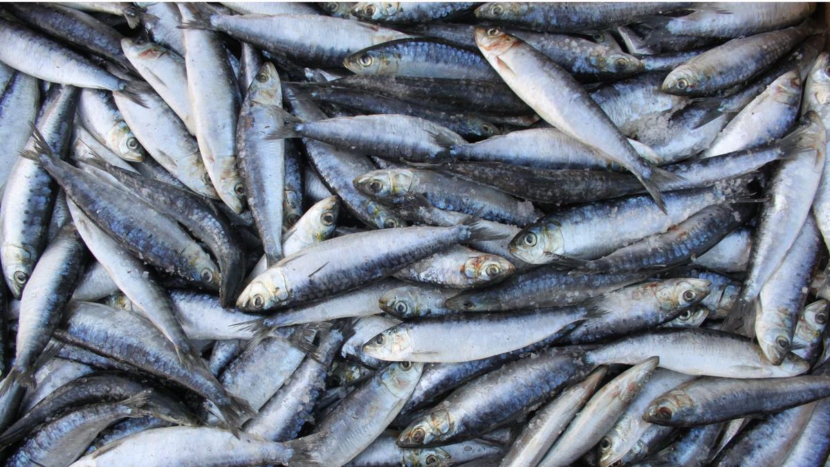 Why are Kerala's sardines staying small? Fishermen & scientists puzzled