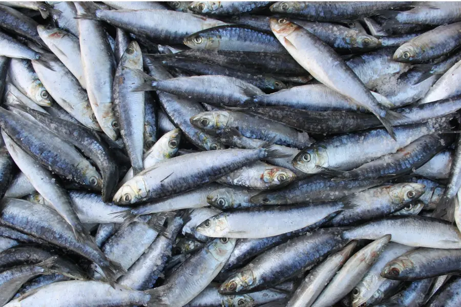Why are Kerala's sardines staying small? Fishermen & scientists puzzled ...