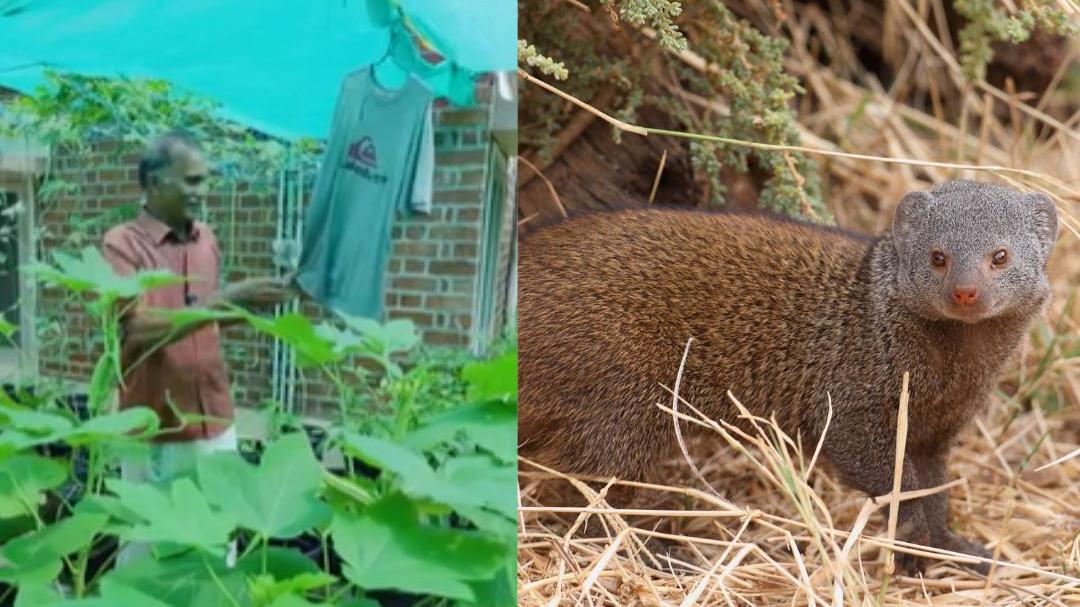 Watch | Kerala man uses T-shirt to counter mongoose threat to vegetable ...