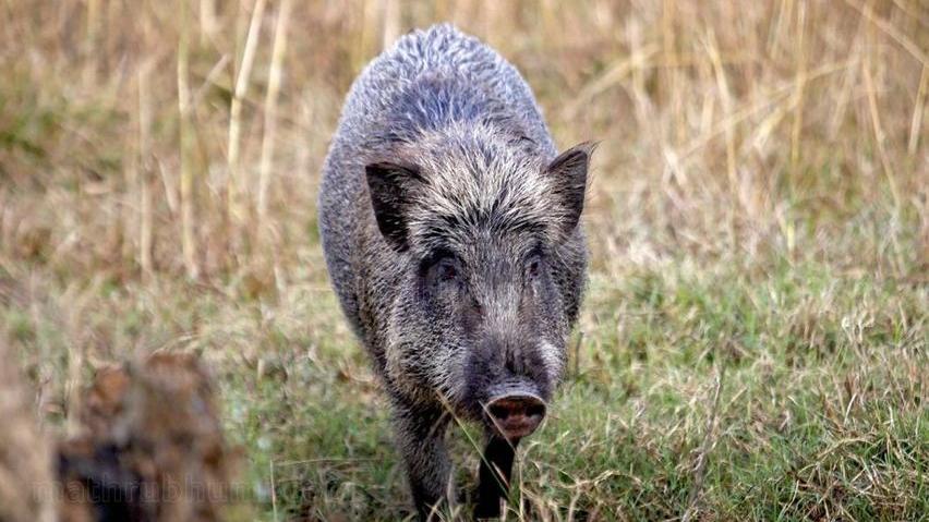 Sexagenarian seriously injured in wild boar attack in Thrissur