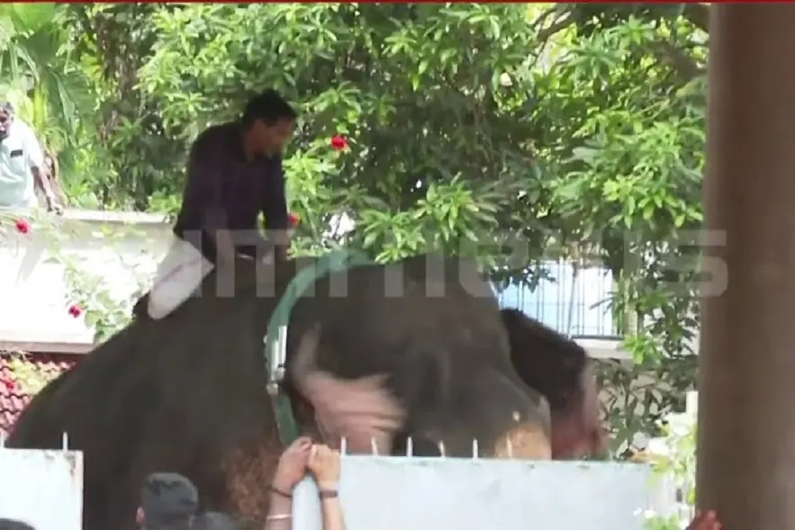 Elephant runs amok at Ernakulam temple festival, drags mahout and ...