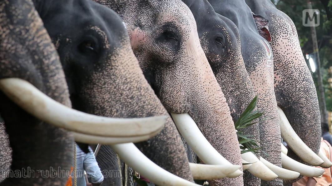 Case of Kerala: How God's own country became a living hell for captive ...