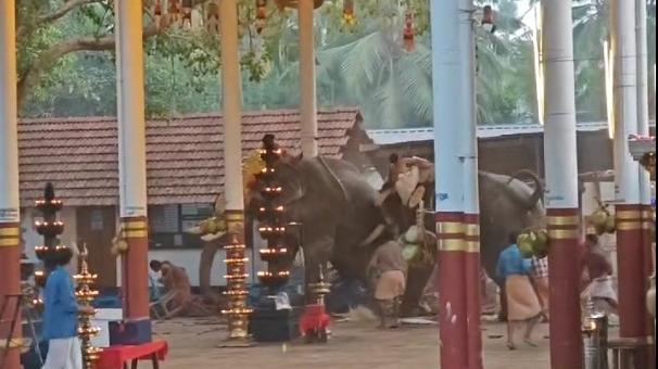 Startled by fireworks, elephants run amok at festival in Kerala temple ...