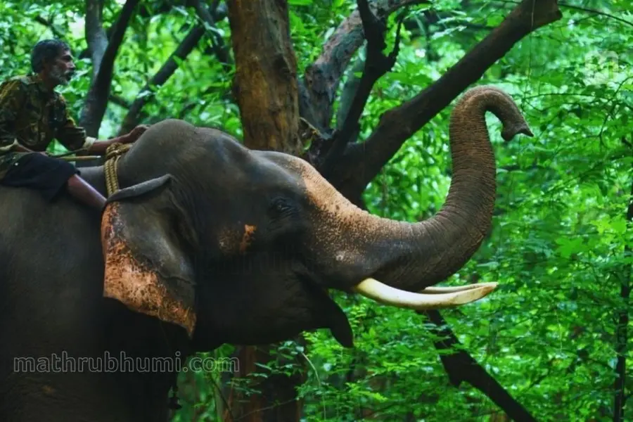 Using elephants in temple festivals? Insurance and logbook are now ...