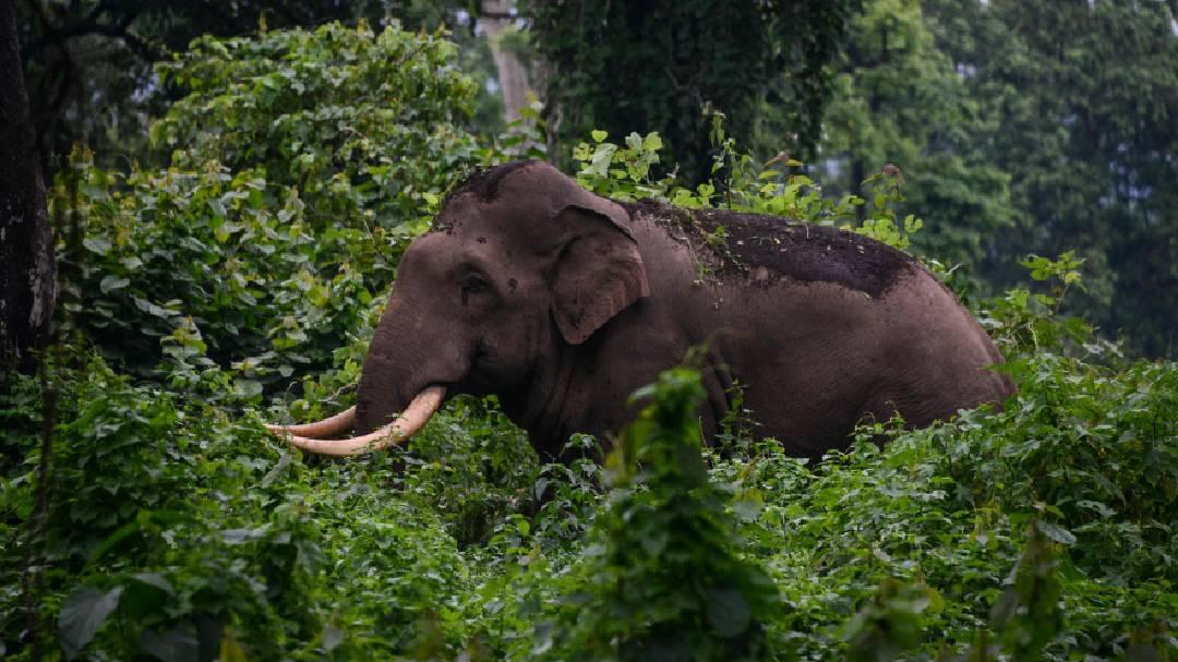 Rampant elephant attacks: Kerala Forest Dept to use AI and digital ...
