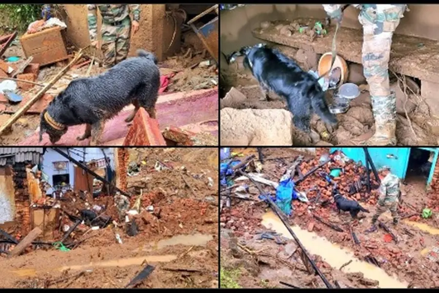 Jaki, Dixie, and Sara: Meet the Army Labrador dogs braving Wayanad's ...