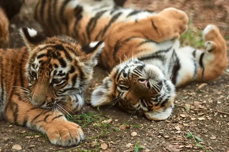 Injured tiger cubs travel in special AC coach to wildlife hospital