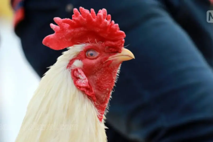 Rooster attacks 2-year-old boy on face; case against owner