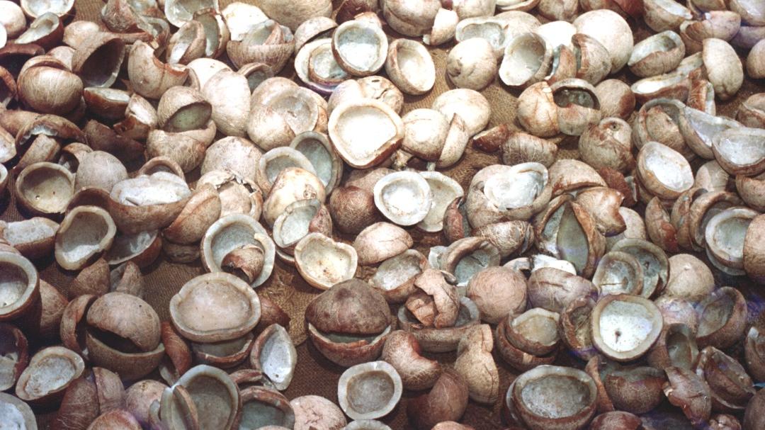 Copra MSP hiked to Rs 12100 per quintal in Cabinet decision