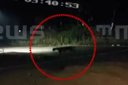 CCTV footage of tiger roaming at Thalappuzha in Wayanad emerges ...
