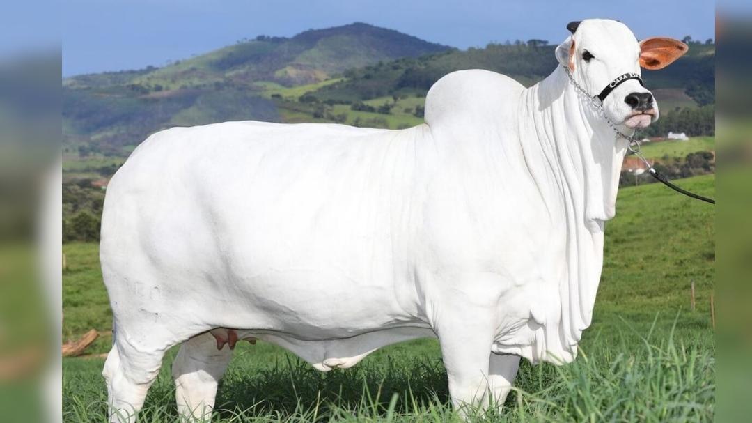 Meet the world's most expensive cow: Indian-origin Nelore sets ₹40 ...