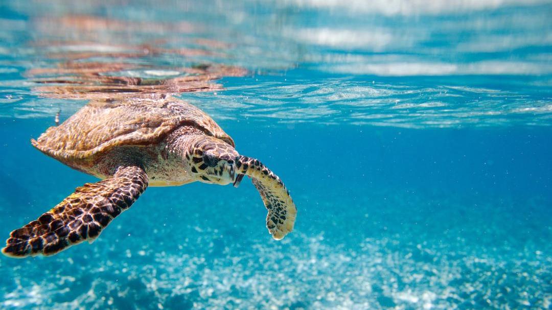 Dancing turtles prove animals use Earth’s magnetic field as GPS | WATCH