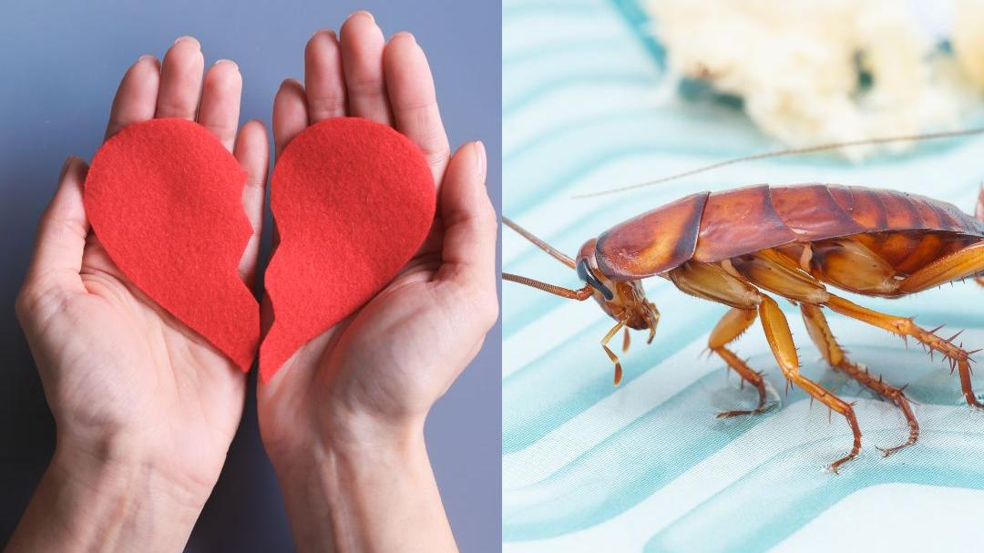Name a cockroach or worm after your ex: A unique way to celebrate ...