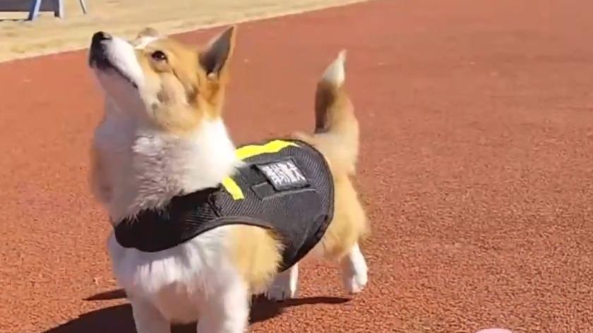 China’s first Corgi police dog misses year-end bonus, Here's why | WATCH