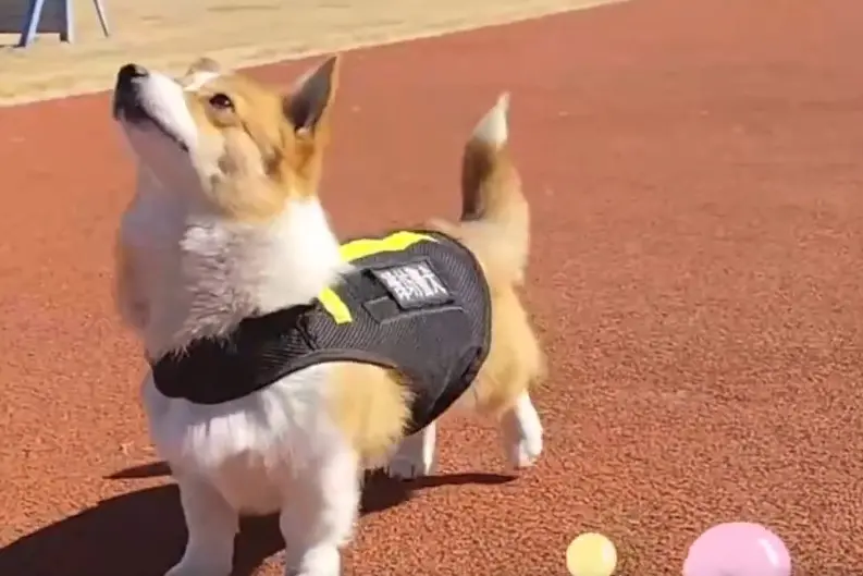 China’s first Corgi police dog misses year-end bonus, Here's why | WATCH