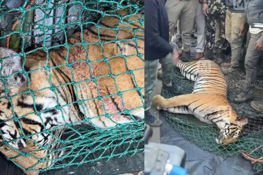 Man-eating tiger found dead in Pilakavu in Wayanad, curfew lifted | VIDEO