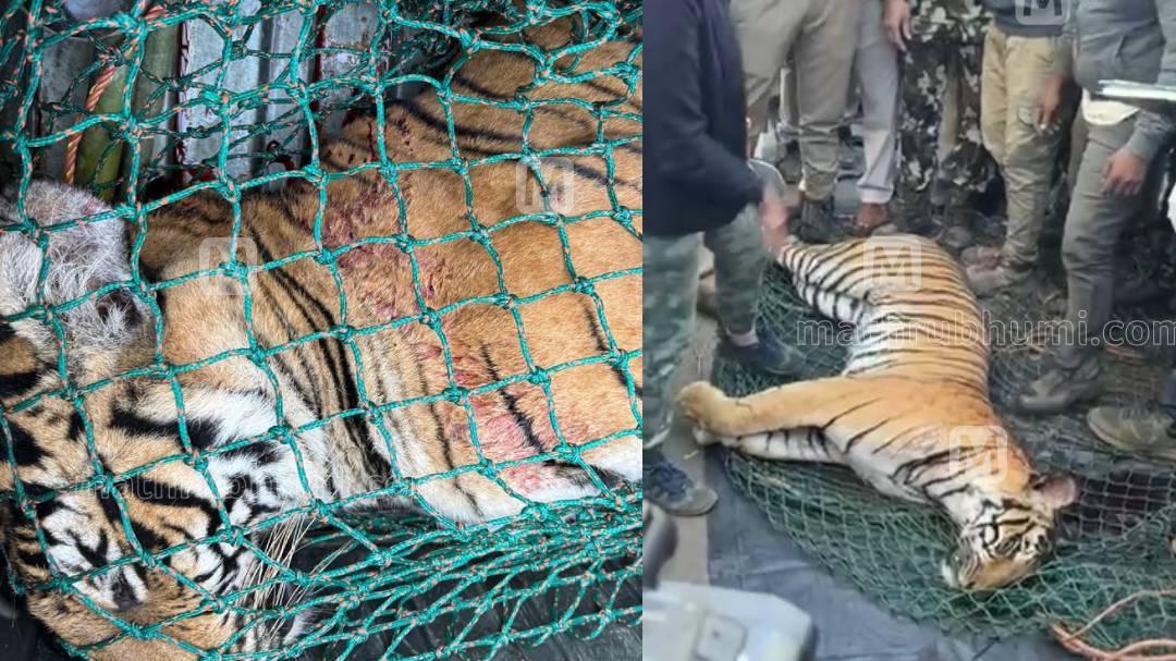 Post-mortem report confirms Wayanad's man-eater tiger was not shot dead