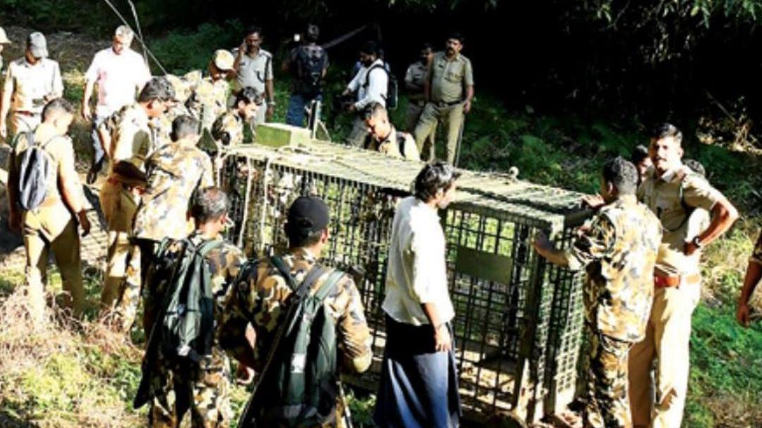 Traps set up in Wayanad’s Pancharakolly to capture man-eating tiger ...