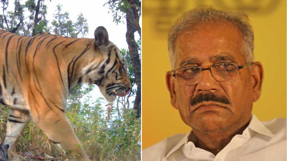 Tiger census soon, says minister; opposition alleges govt inaction to ...