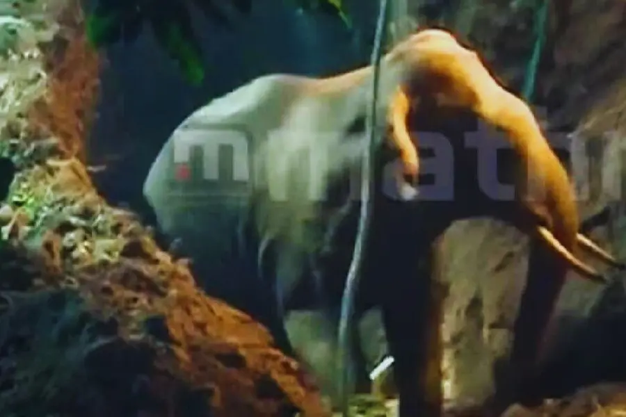 Wild elephant rescued from well in Areekode after 21-hour operation ...