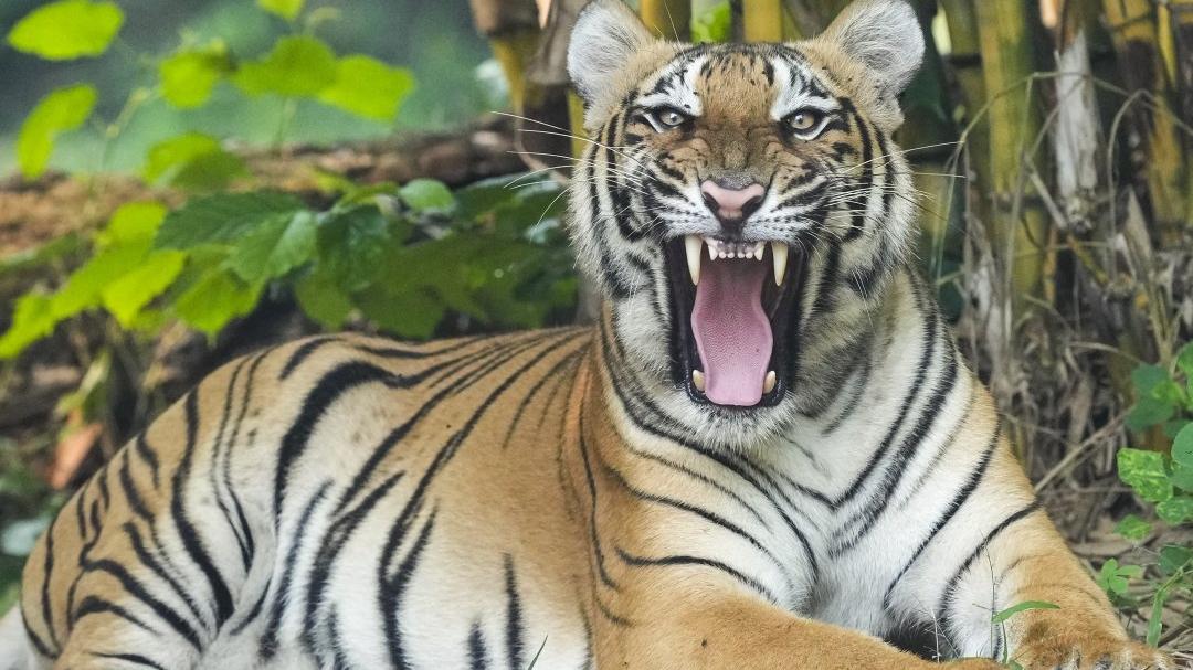 പാലക്കാട് മംഗലംഡാം നേർച്ചപ്പാറയിൽ കടുവയിറങ്ങി, പ്രദേശത്ത് കടുവ ...