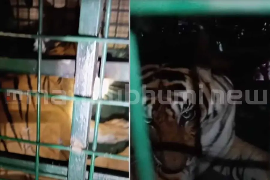 Tiger trapped in Wayanad's Thoopra after 10-day hunt; locals breathe a ...