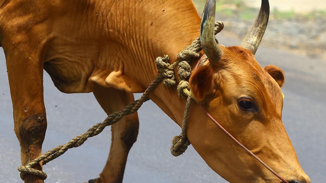 Miscreants mutilate cows in Bengaluru; BJP to observe ‘Black Sankranti’