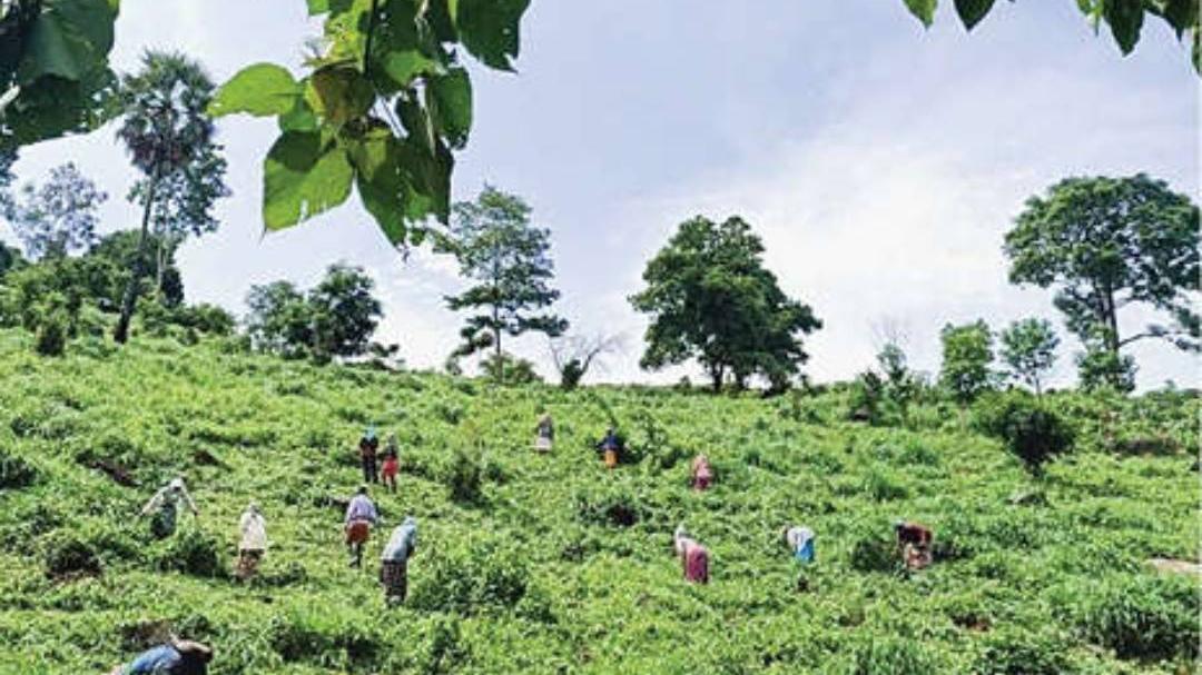 Kerala forest, revenue ministers disagree over private forest vesting ...