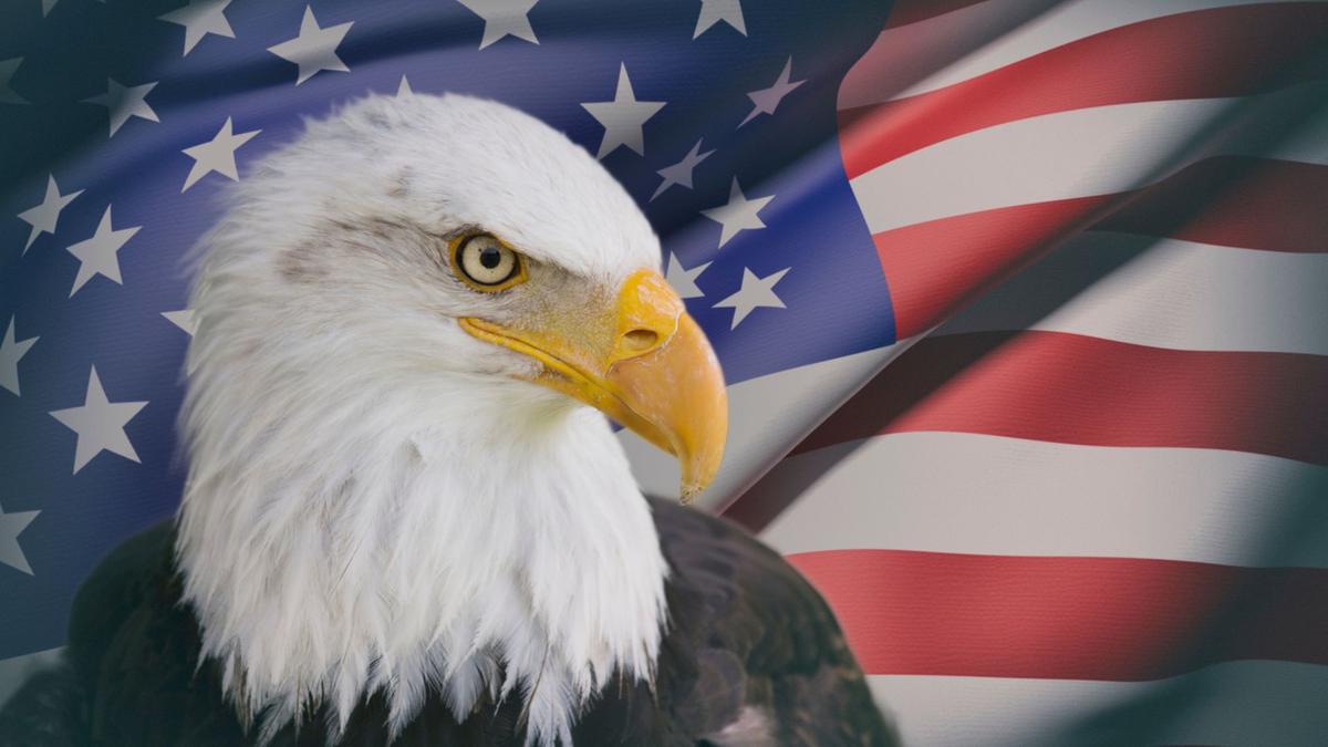 Bald Eagle lands the title of US National Bird after 240 years ...