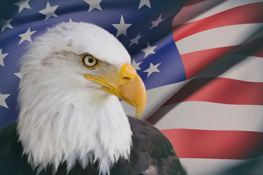 Bald Eagle lands the title of US National Bird after 240 years ...