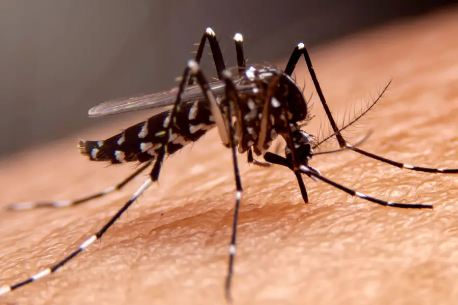 Kerala on alert against second dengue infections; 2,450 cases,15 deaths ...