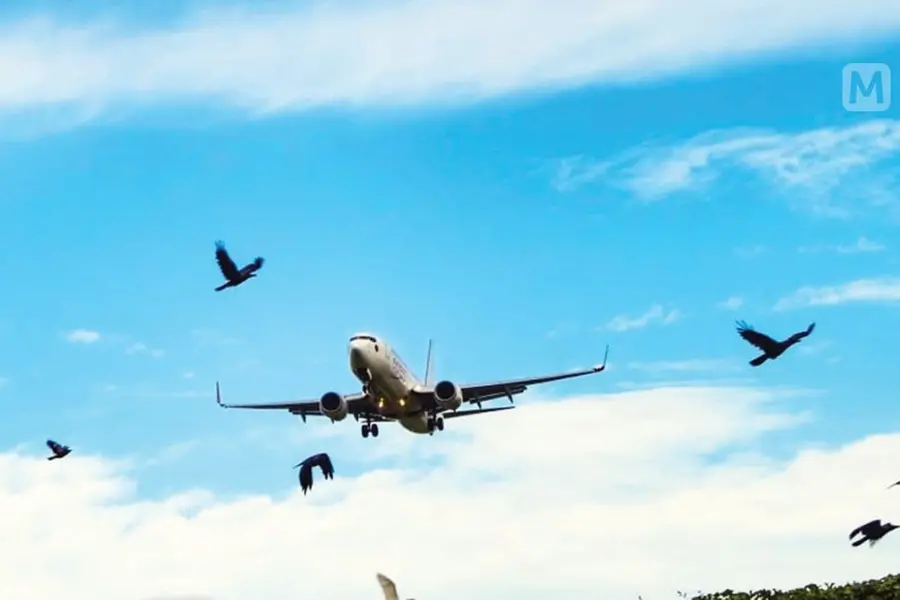 Kite flying and bird strikes endanger aircraft safety at ...