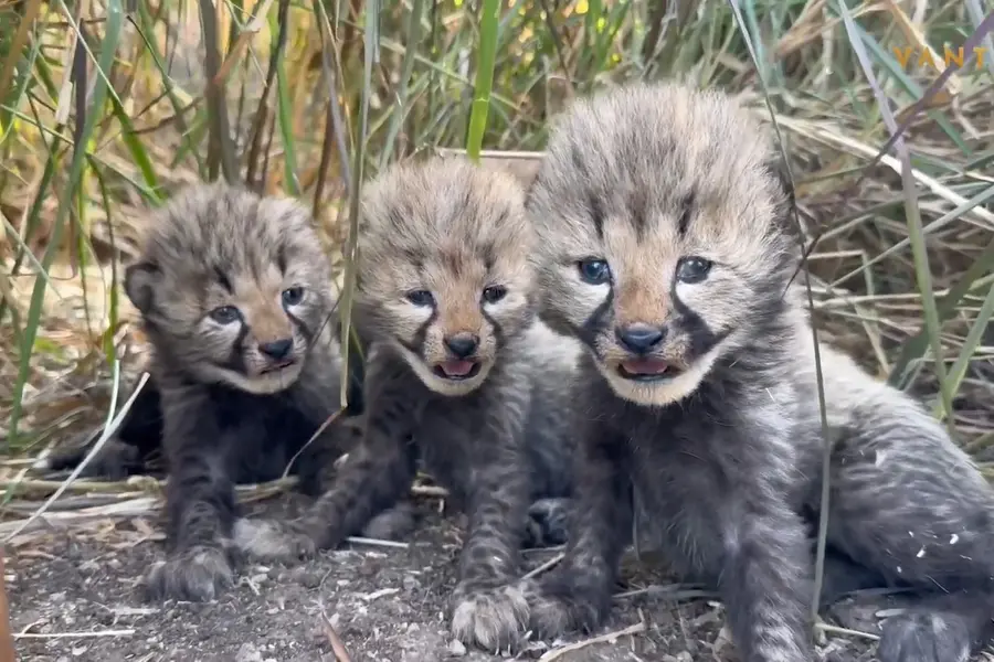 Big step for cheetah conservation: Five cubs born at Vantara’s facility ...