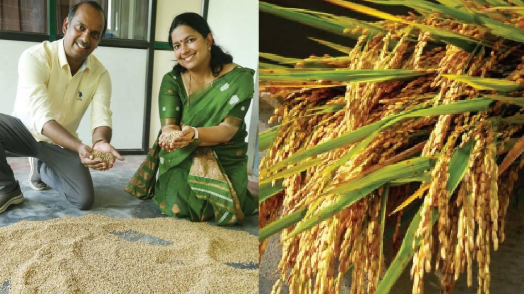 Ready to cook without boiling water! Assam’s 'magic rice' now grows in ...