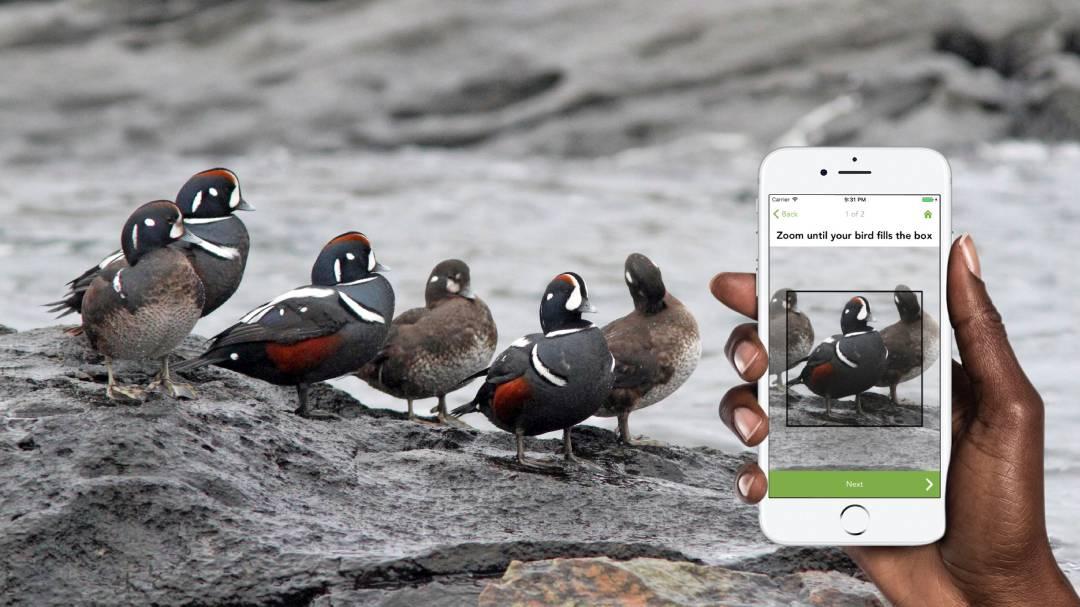 Wondering who's chirping in your backyard? Just ask Merlin App!