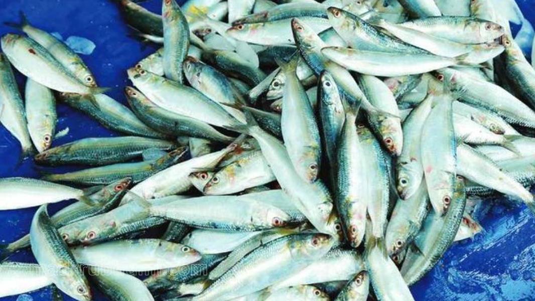 Kerala cries 'Holy Sardine!' as price hits Rs 400