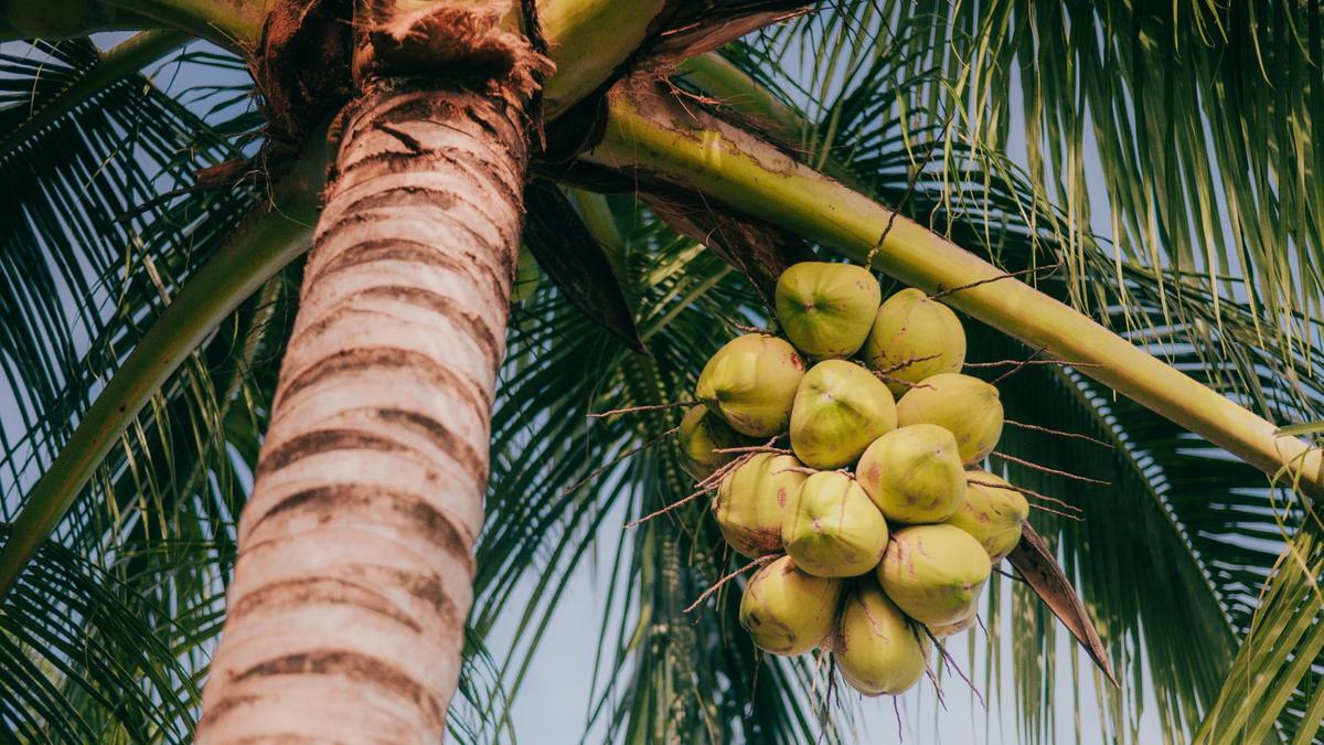 Kerala slips to 3rd in coconut production, Karnataka is No 1 ...