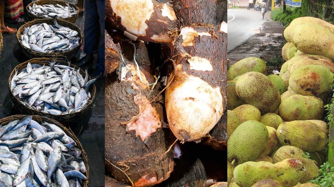 Kerala’s native delights: Tapioca, fish steal the spotlight in One ...
