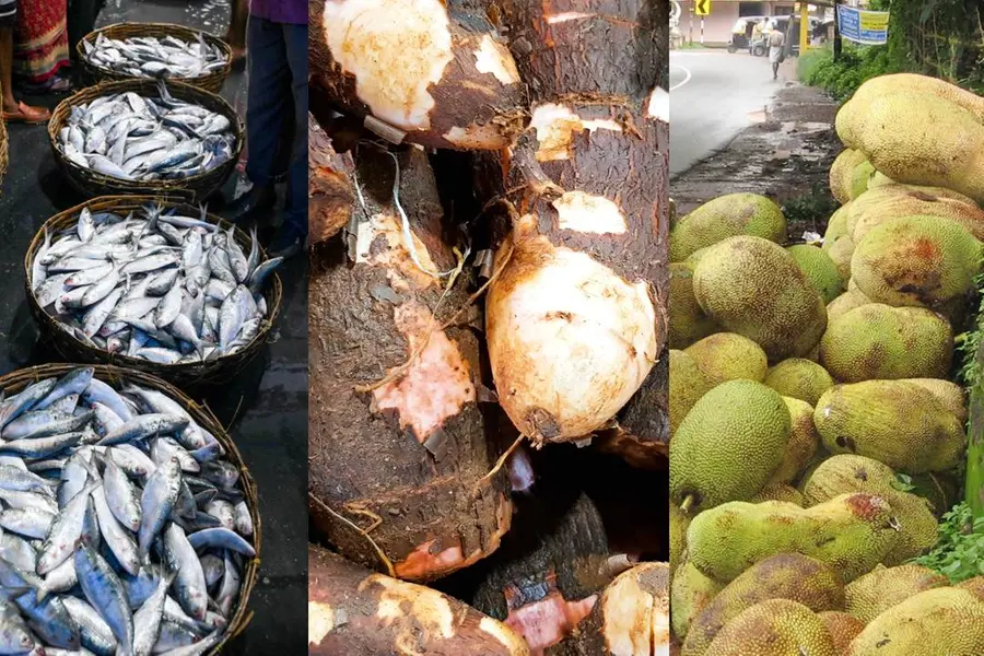 Kerala’s native delights: Tapioca, fish steal the spotlight in One ...
