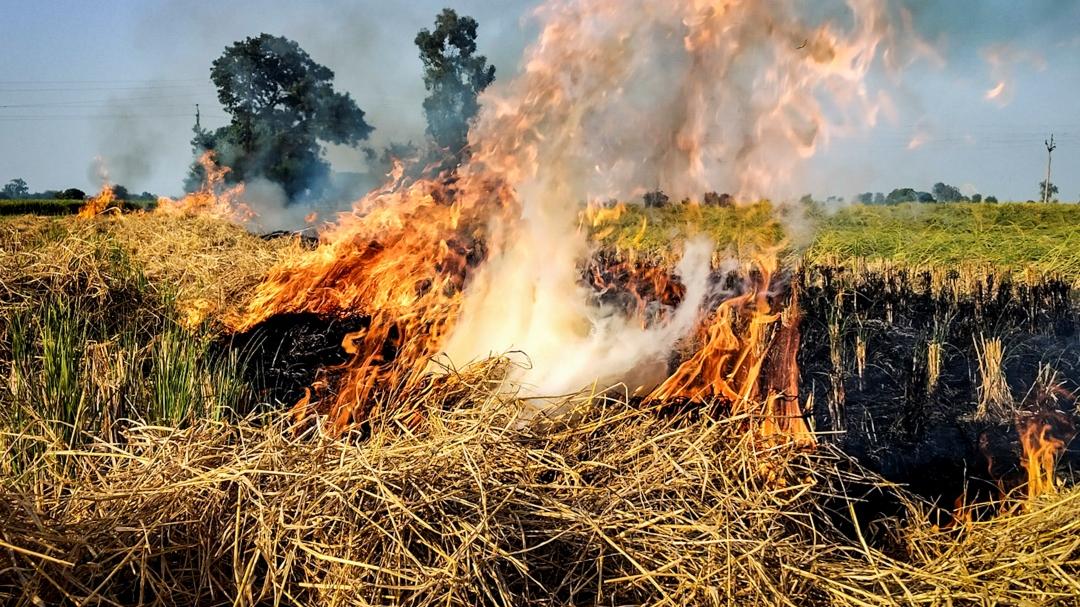 New penalties for stubble burning in Delhi: Farmers to face fines of up ...