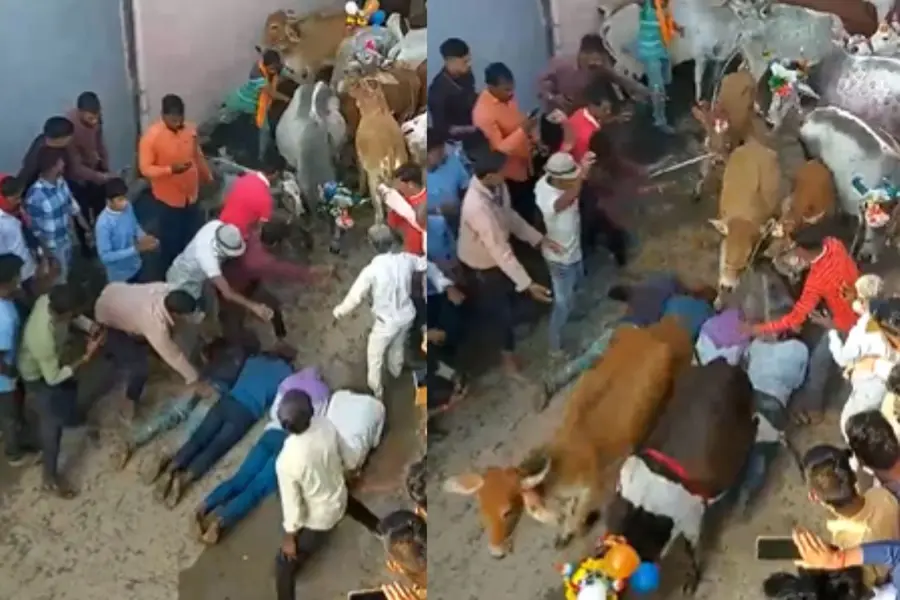 Cows walk over devotees in Madhya Pradesh’s unique Diwali tradition | WATCH