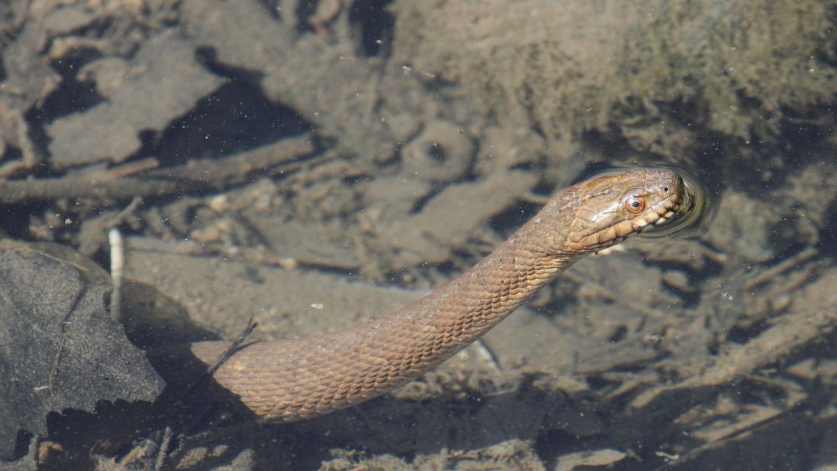 28 hospitalised after snakebites during cyclone Dana in Odisha
