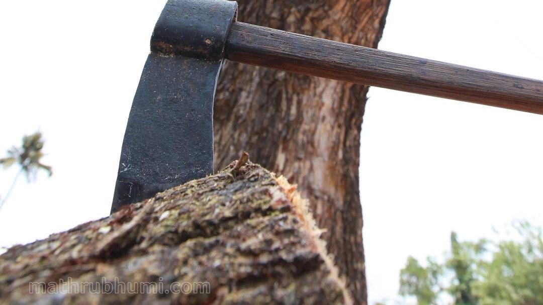 Wayanad tree felling case: Disciplinary action against forest officers ...