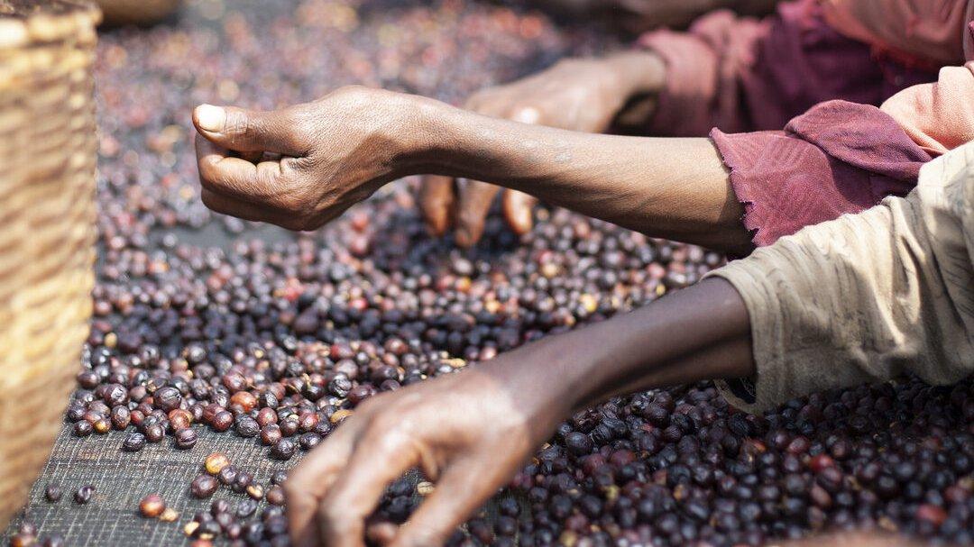 Indian coffee exports surge amid rising global demand