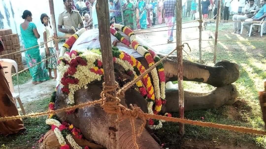 Madras HC issues notice to TN govt after temple elephant Subbulakshmi ...