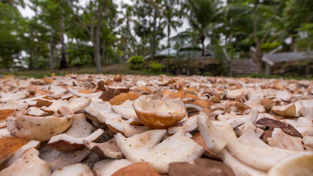 Copra prices climb to Rs 22,000 in Kerala, leaving traders stunned