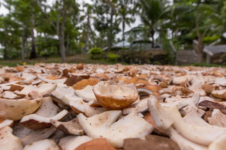 Copra prices climb to Rs 22,000 in Kerala, leaving traders stunned ...