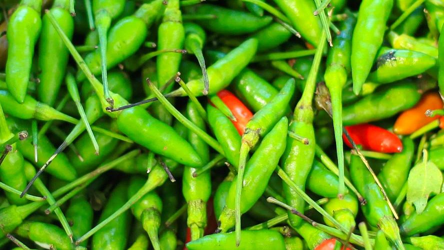 Kanthari Chili prices surpass Rs 600/kg amid rising popularity among ...